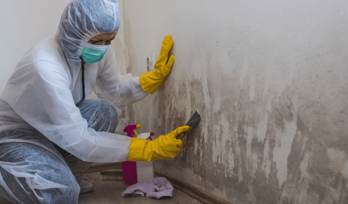 How to clean mould and avoid serious health risks | Climate Change ...